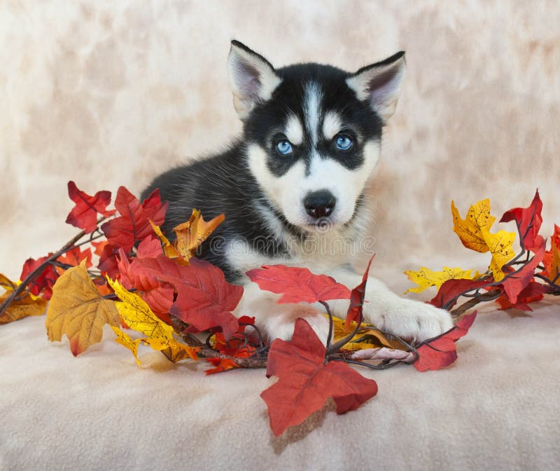 Fall Husky Puppy stock image. Image of animals, foliage - 44683947