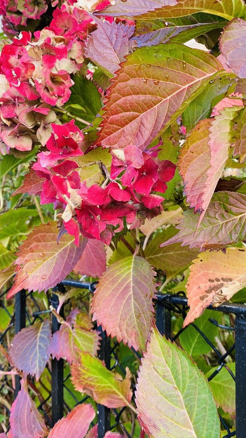 Fall Hydrangea Flowers with Fall Leaves Stock Image - Image of ...