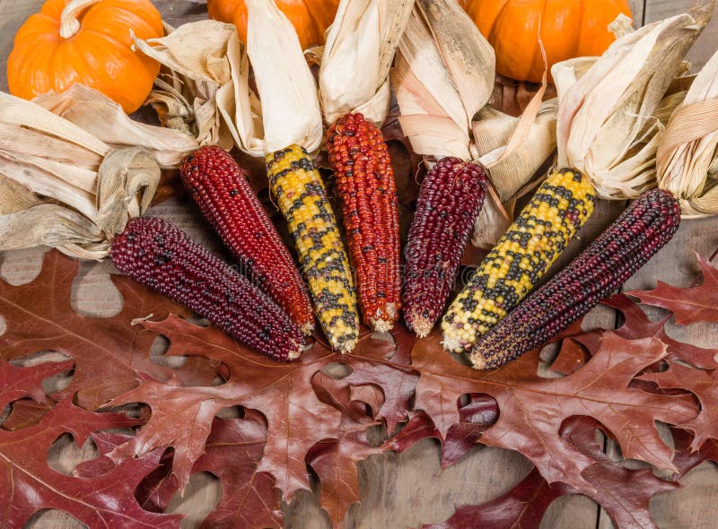 Fall Indian Corn with Leaves Stock Image - Image of leaves, food: 35438663