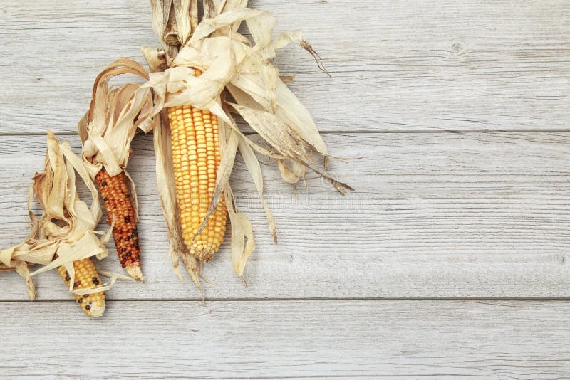 Fall Indian Corn Decoration Stock Image - Image of thanksgiving, fall ...