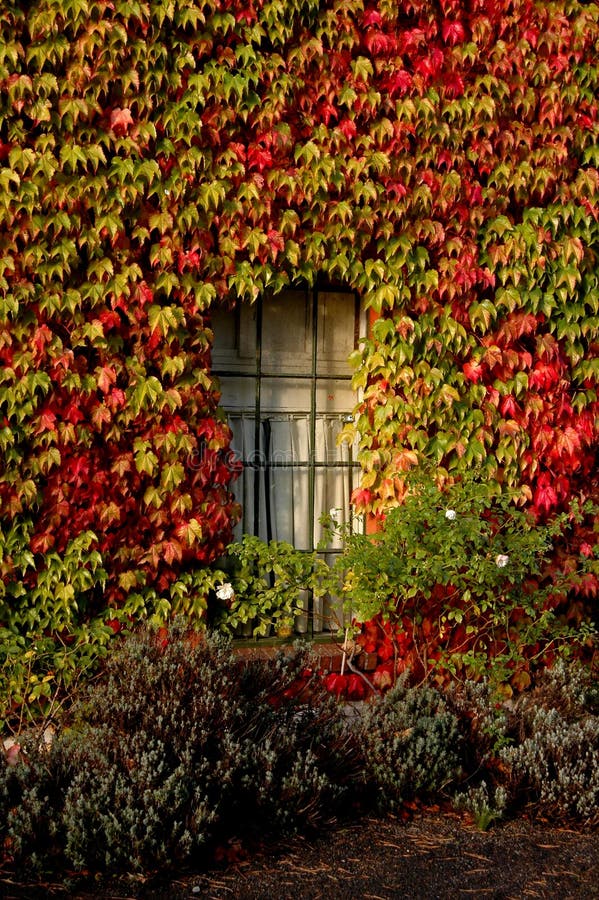 Fall Ivy on Side of Building Stock Image - Image of garden, building ...