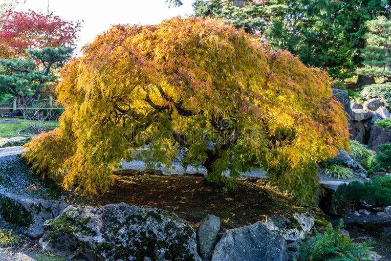 Fall Japanese Maple 5 stock photo. Image of fall, colorful - 201333702