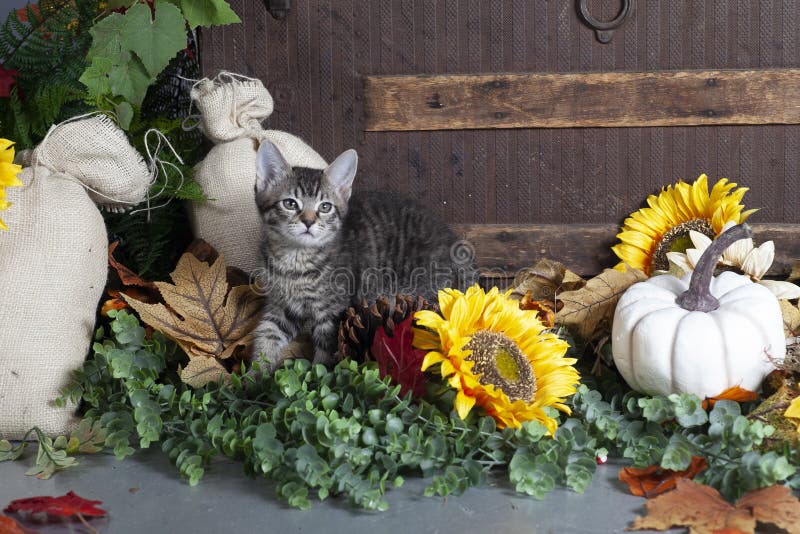 Fall Kitty stock image. Image of harvest, fall, sunflowers - 186288603