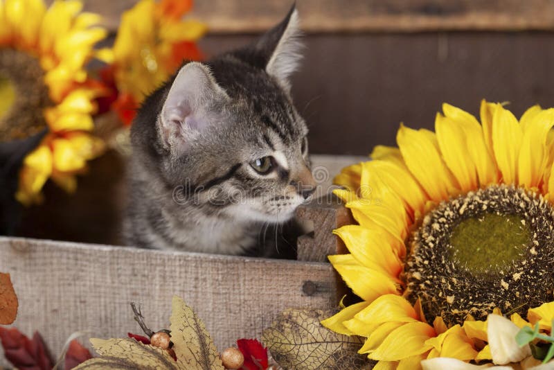 Fall Kitty stock image. Image of kitty, tabby, posing - 186292391