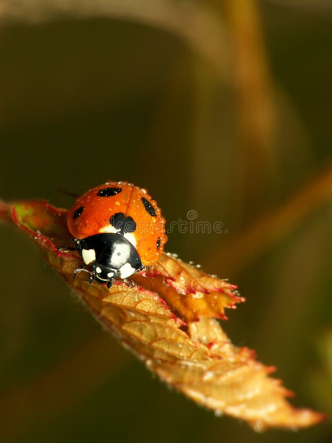 Fall ladybug stock photo. Image of macro, yellow, ladybug - 350768