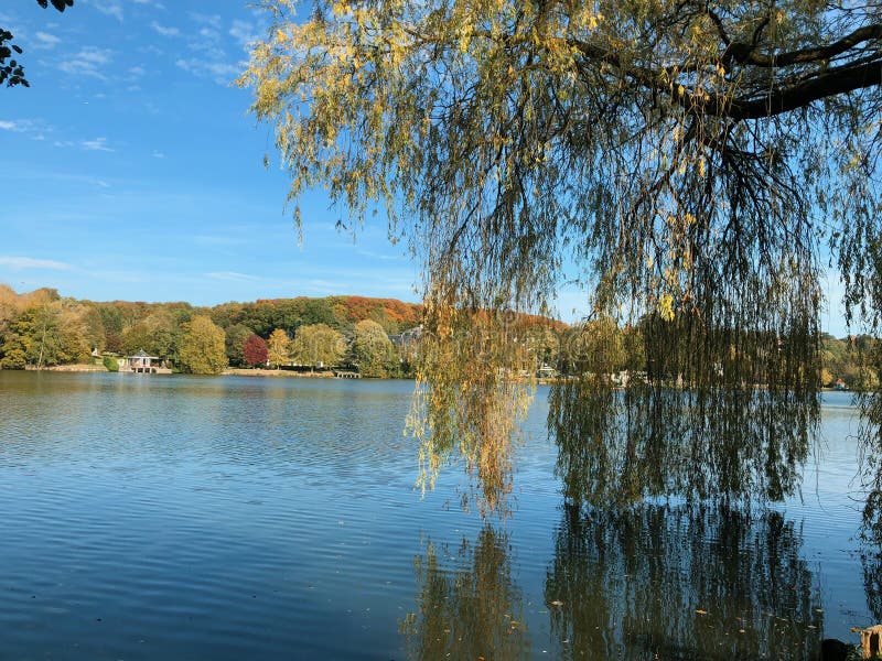 Falling tree on the lake stock image. Image of falling - 198933647
