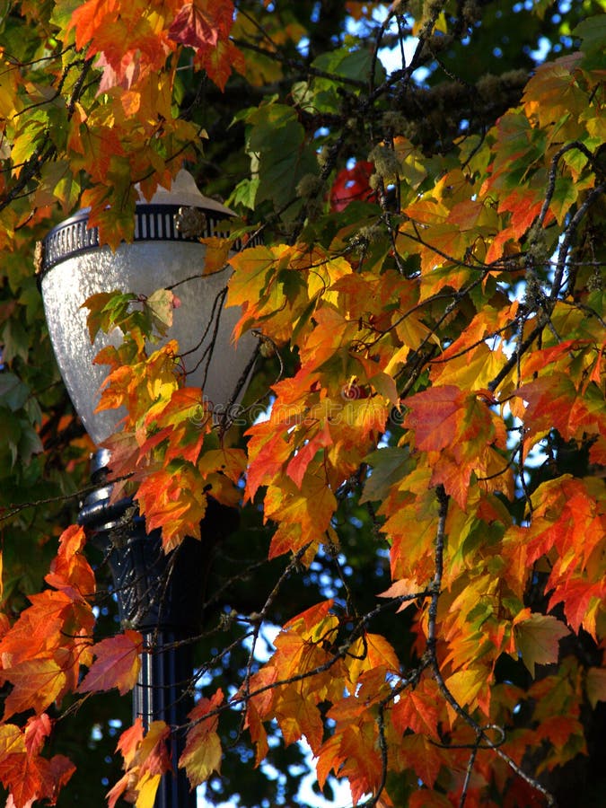 Fall Lamp stock image. Image of branch, leaves, november - 1287361