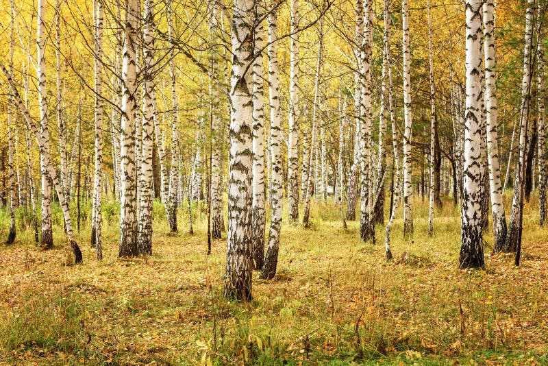 Fall Landscape: Birch Forest with Golden Foliage at Sunny Day Stock ...