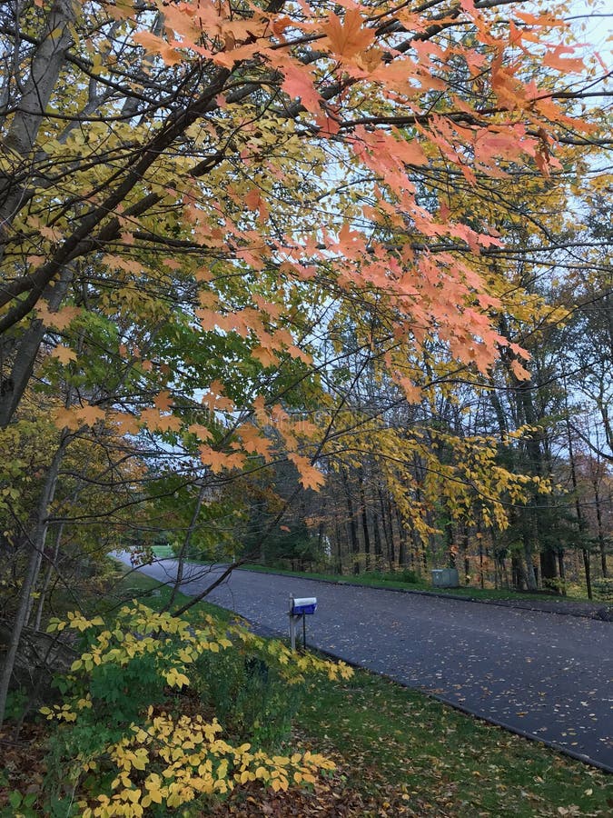Fall Landscape with Color Trees and Way. Stock Image - Image of ...