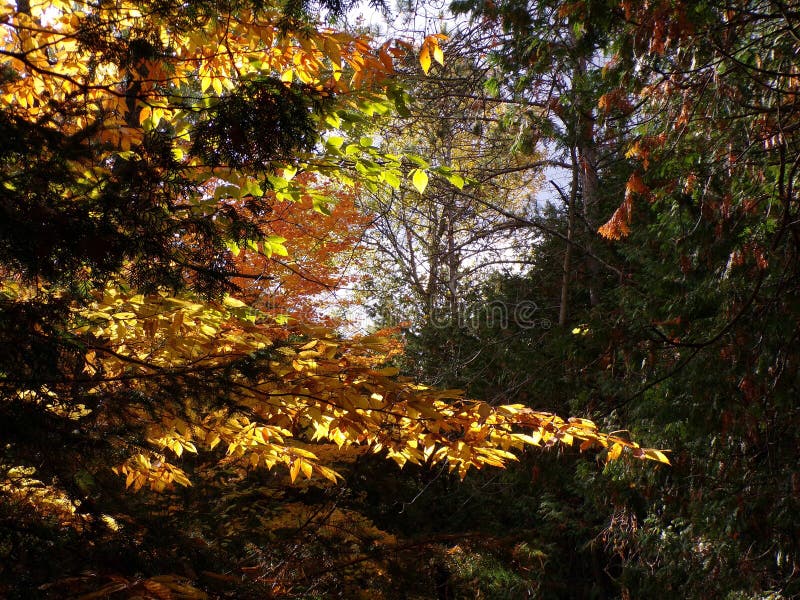 Fall Landscape stock image. Image of trees, lake, branch - 259270157