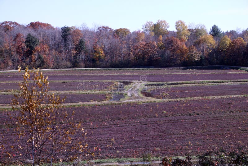 Fall Landscape stock photo. Image of outdoor, fall, cranberry - 259743004