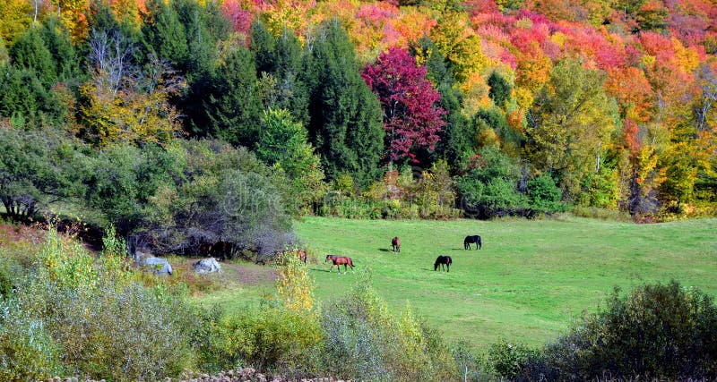 Fall Landscape Eastern Townships Stock Image - Image of deciduous ...