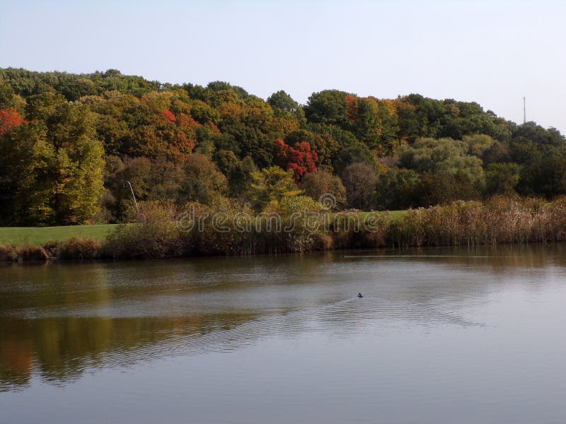 Fall landscape stock image. Image of trees, grass, plant - 340246657