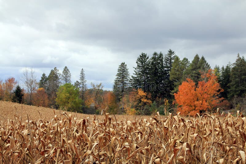 Fall Landscape stock image. Image of field, season, fall - 136828999