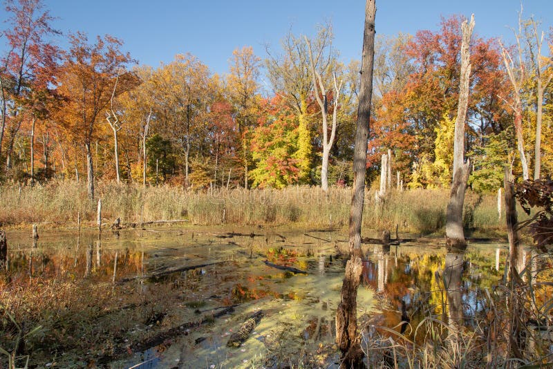 Autumn Landscape Image of the Black Marsh Natural Area Located in North ...