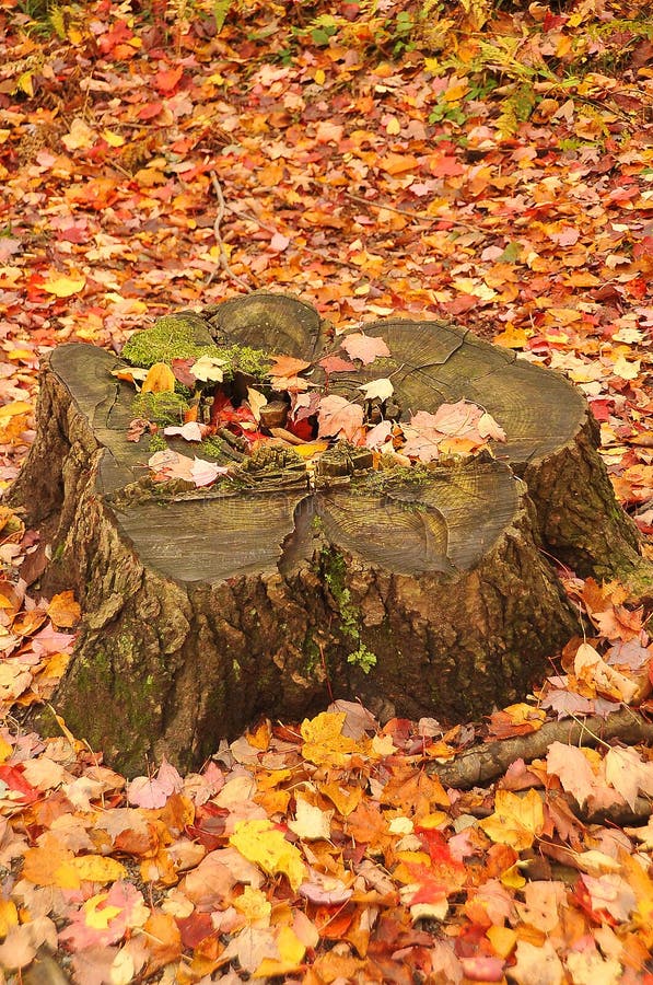 Fall landscape with log stock image. Image of plant, colors - 80856139