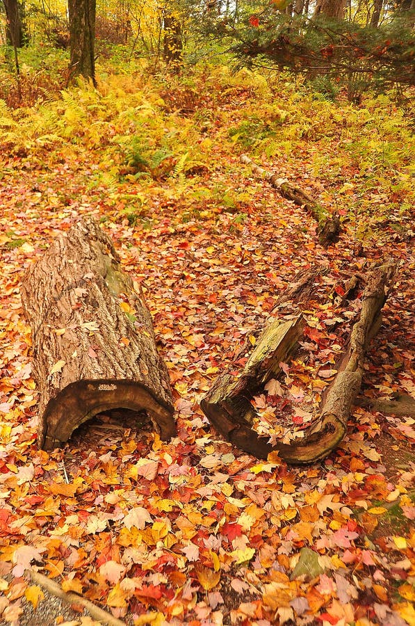 Fall landscape with logs stock image. Image of landscapes - 80856411