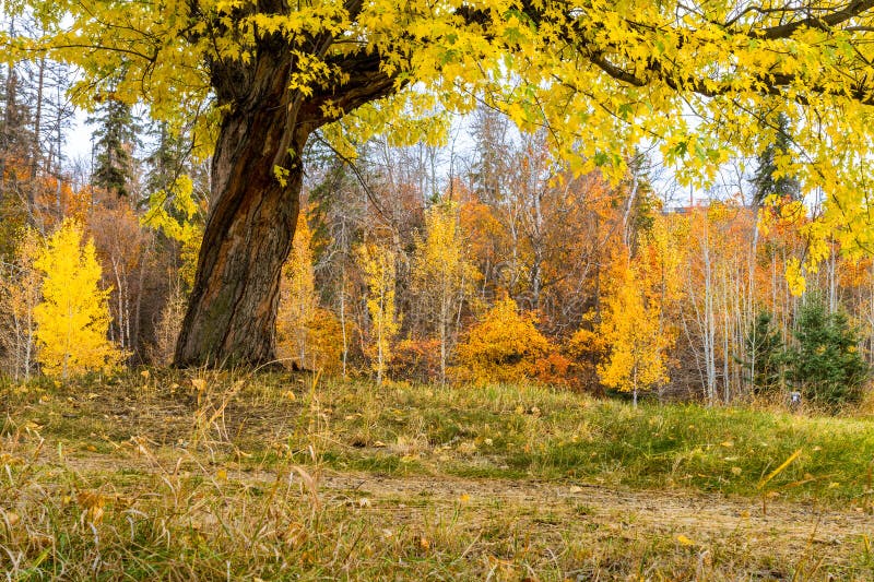 Fall Landscape with Maple Tree Canopy Framing Park Trees in Gold Colors ...