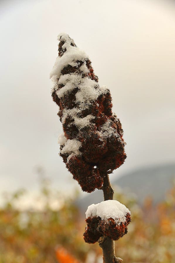 Fall landscape with snow 5 stock image. Image of leaves - 80856725