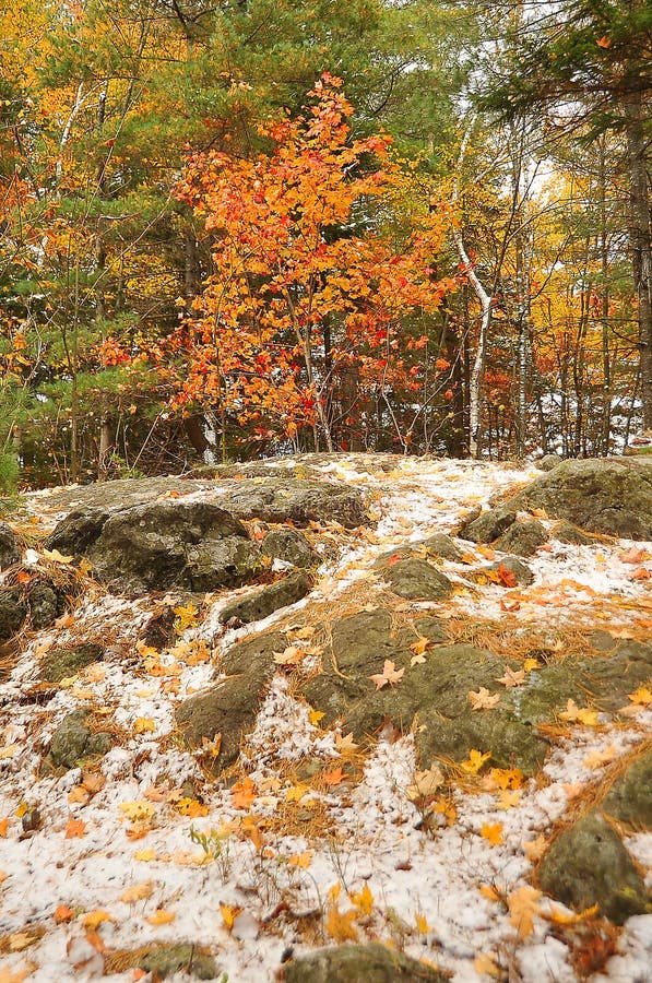 Fall landscape with snow stock image. Image of forest - 80857609