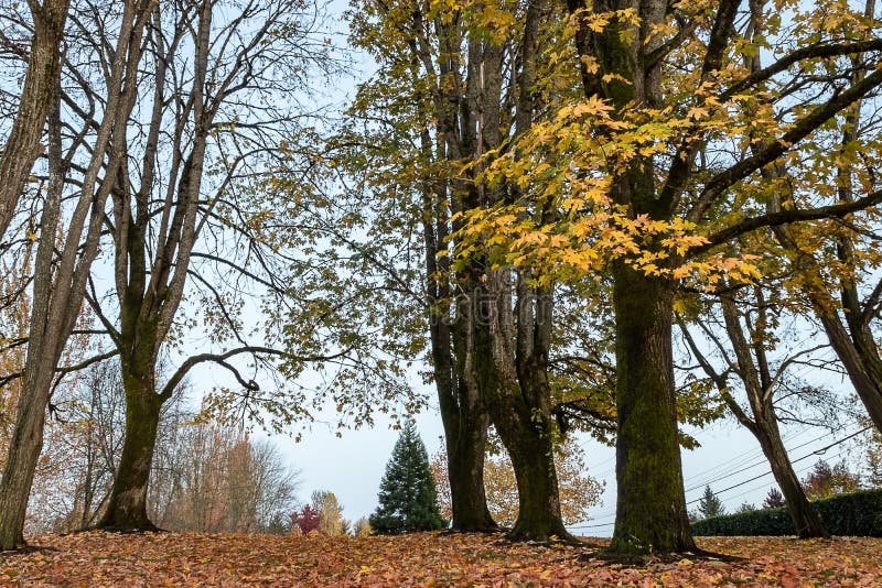 Fall Landscape with Tall Trees Stock Photo - Image of daylight, outdoor ...