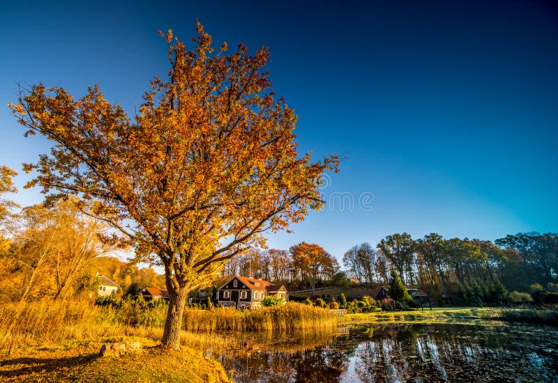 Tree Near River, Scenic Nature Landscape Stock Photo - Image of time ...