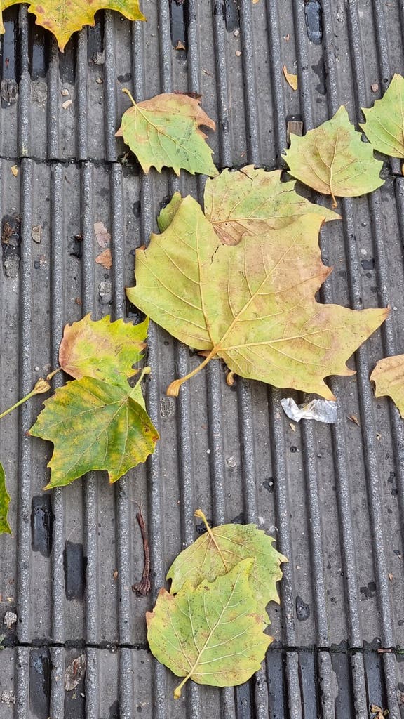 Fall Leaves in Early Winter Stock Image - Image of laves, early: 263722137