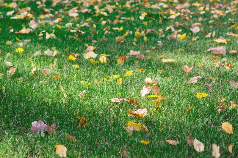 Fall Lawn, Green Grass Texture Stock Photo - Image of nature, backdrop ...