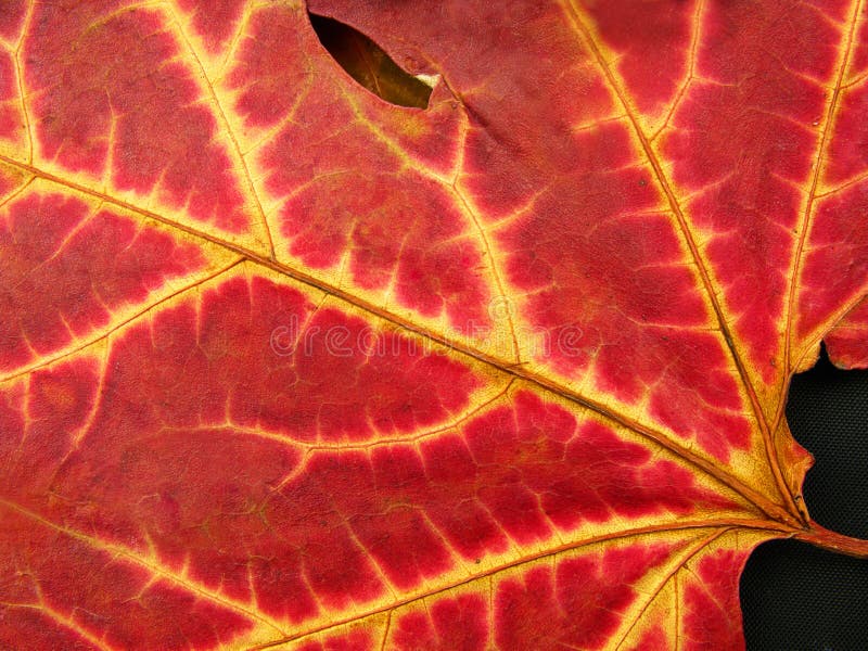 Fall leaf stock photo. Image of stem, autumn, vein, background - 11134830