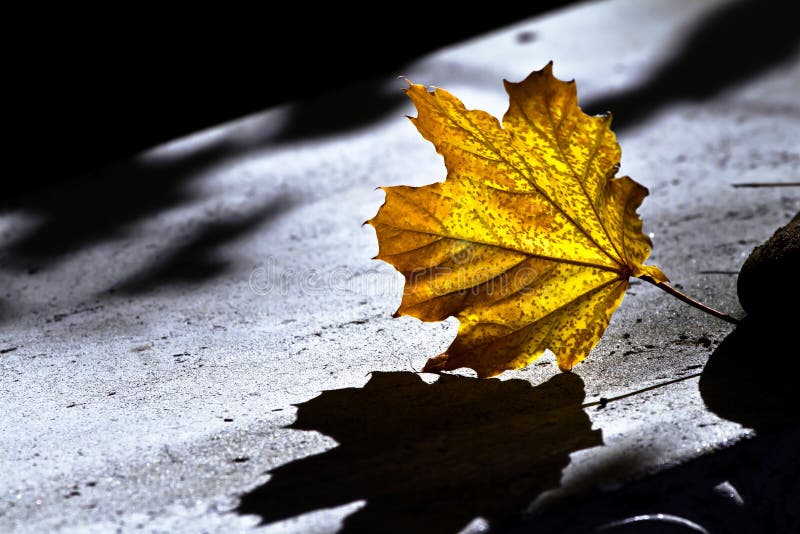 Fall leaf stock image. Image of branch, element, ecology - 17078977