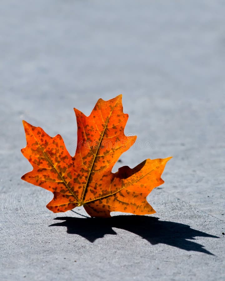 Fall Leaf Picture. Image: 17079005