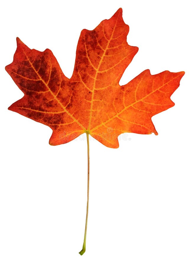 Fall leaf stock image. Image of single, background, leaf - 10953333
