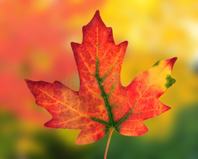 Fall leaf stock image. Image of orange, leaf, golden - 26303935