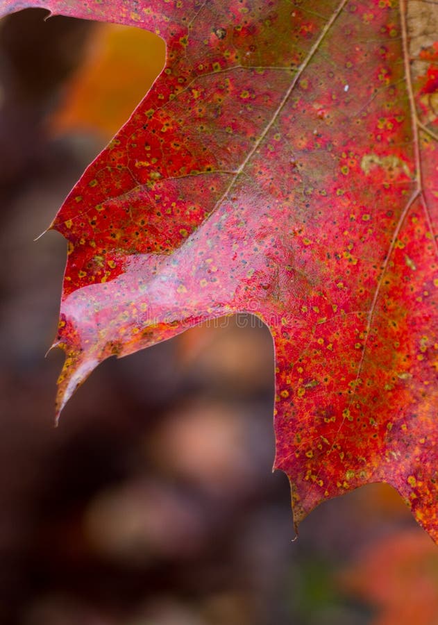 Fall Leaf stock photo. Image of forest, tree, pine, autumn - 28044360