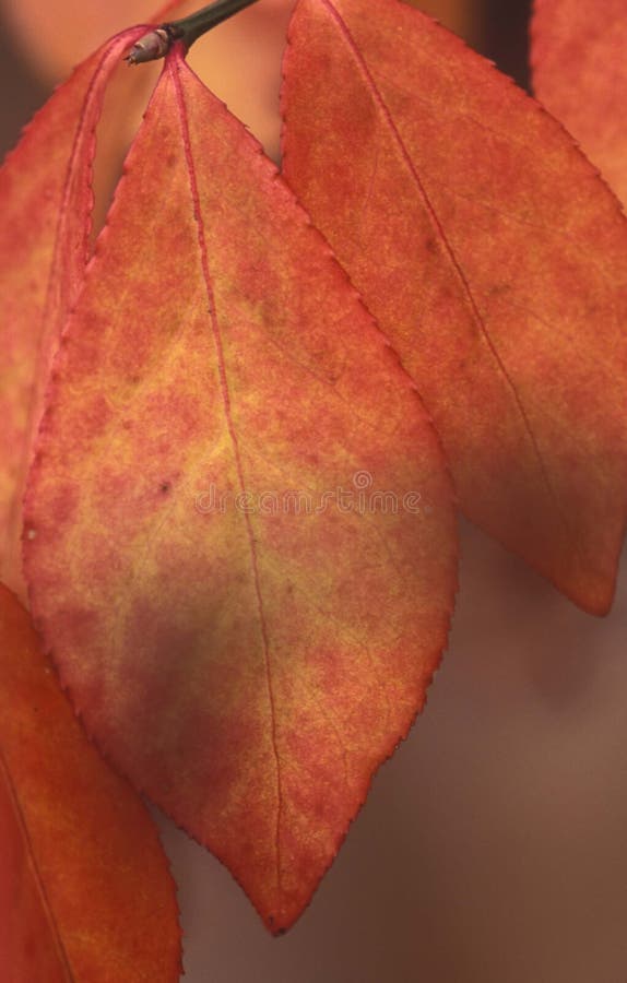 Fall leaf stock image. Image of leaves, fall, seasonal, sumac - 47281