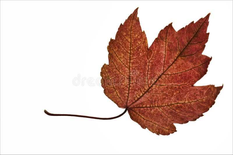 Fall Leaf stock photo. Image of plants, organic, background - 6475500