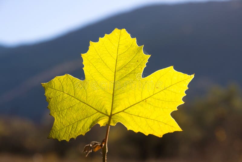 Fall leaf stock image. Image of foliage, branch, leaf - 7177541