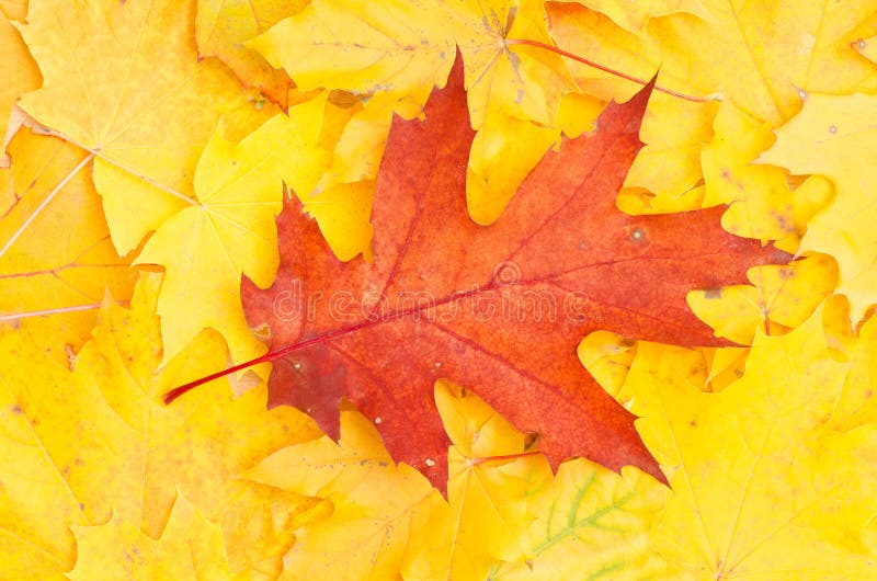 Fall leaf stock image. Image of closeup, autumnal, golden - 61297707