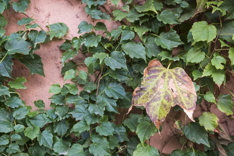 Fall Leaf of Autumn on Ivy Leaves. Stock Photo - Image of bright ...