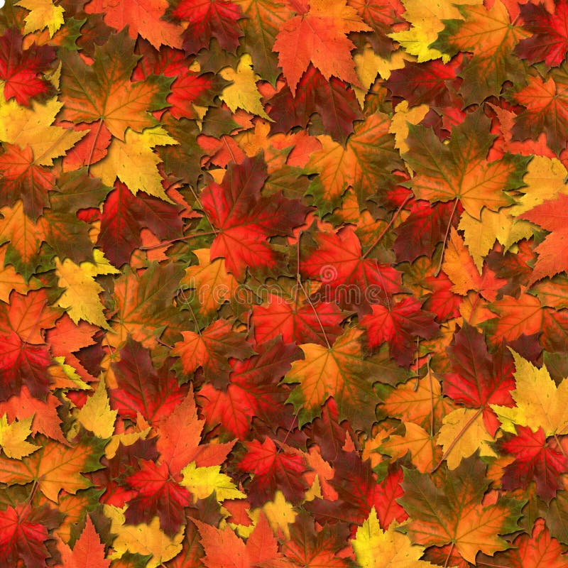 Yellow Burn Flower Flurry Background Stock Illustration - Illustration ...