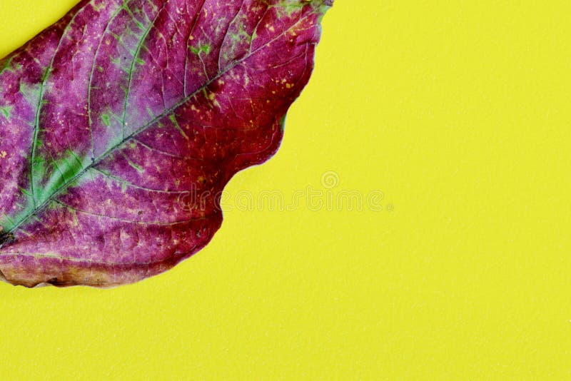 Fall Leaf Background with Single Red Oak Leaf. Stock Image - Image of ...