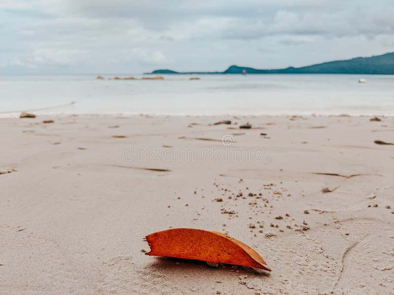 A fall leaf at the beach stock image. Image of shore - 207601191