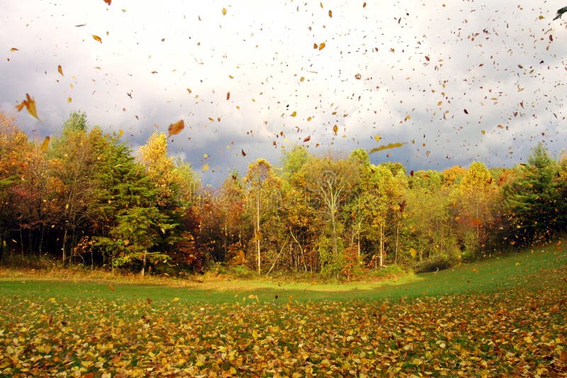 Fall Leaf Blow stock image. Image of maple, forest, hardwood - 555571
