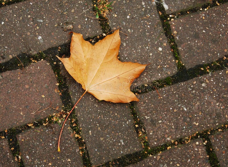 Fall leaf on brick walkway stock photo. Image of brick - 14326584