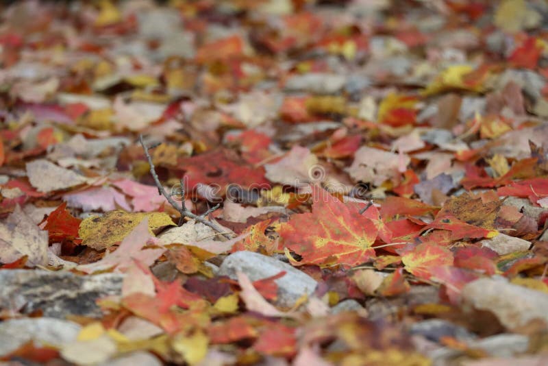 Fall leaf carpet stock photo. Image of orange, brown - 201576976