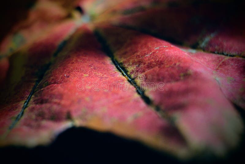 Fall leaf close-up stock image. Image of leaf, dark - 106827211