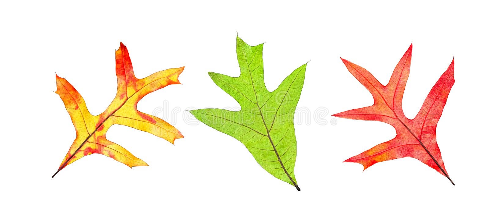 Fall leaf stock image. Image of green, golden, background - 16779553