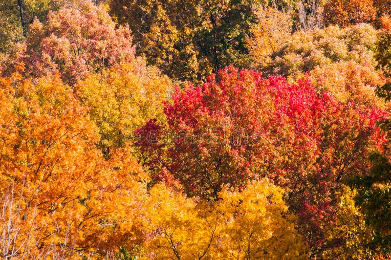 Fall foliage stock image. Image of fall, park, clear - 207669793