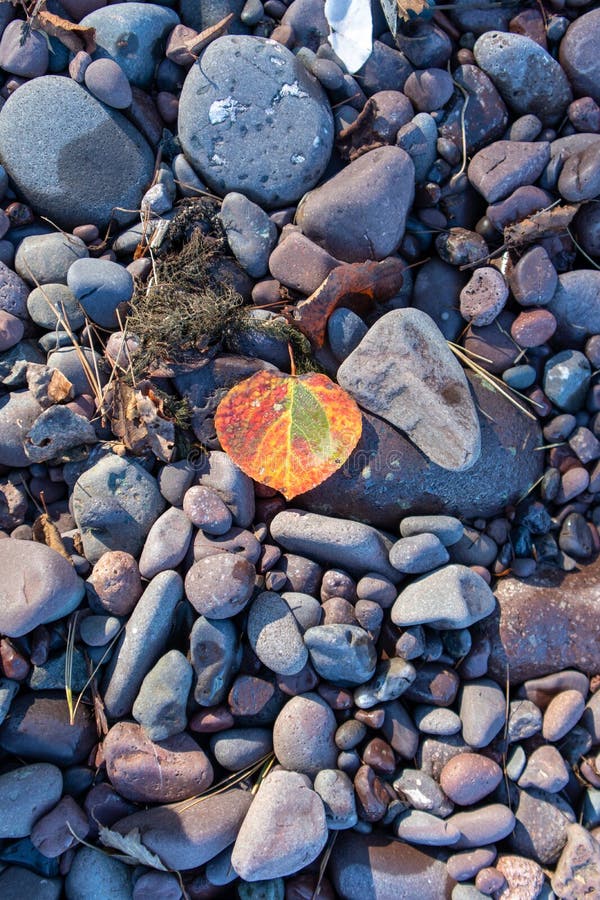Fall Leaf - Copper Harbor, Michigan Stock Photo - Image of rocky ...