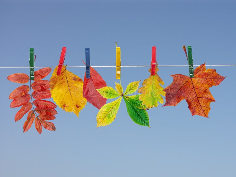 Fall leaf drying stock image. Image of beautiful, blades - 1331269
